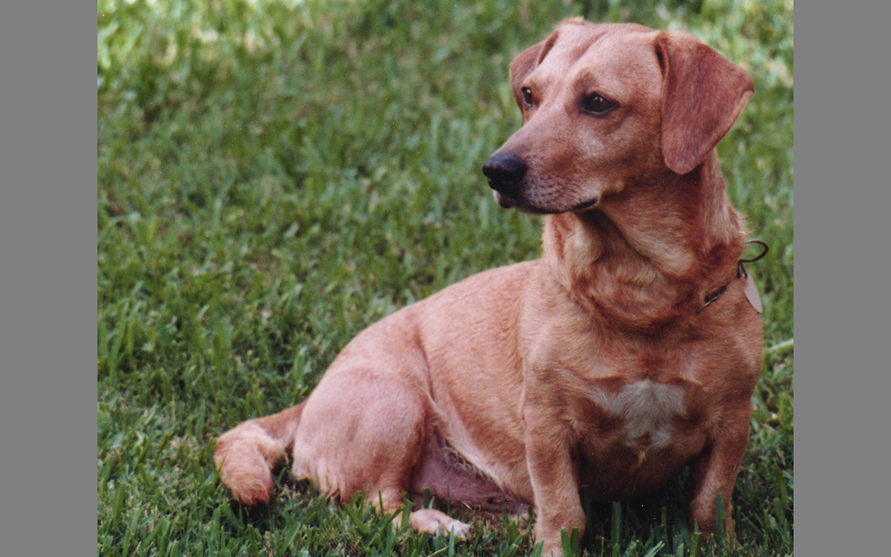 dingo13 – Bradley Wilson